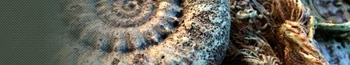 POWERTEX FOSSIL STENCIL 30 X 30 cm